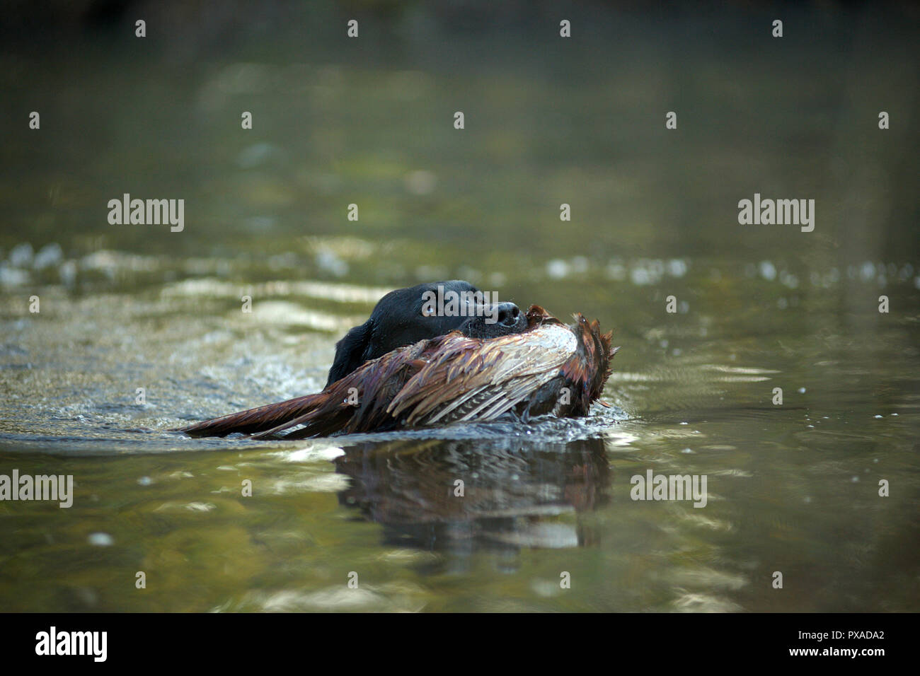 Black lab pheasant hi-res stock photography and images - Alamy