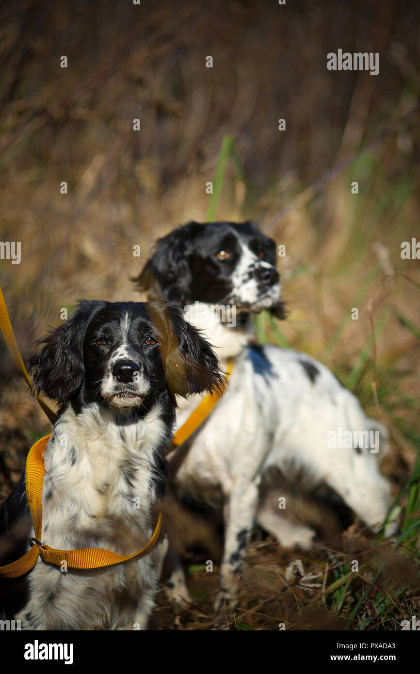 English Springer Spaniel Duck Hunting
