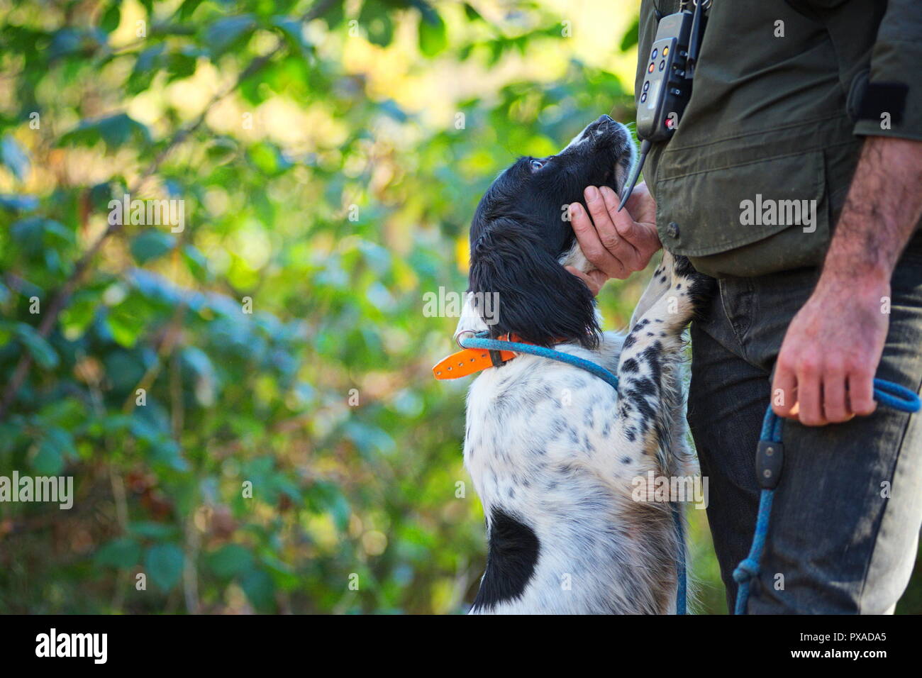 English Springer Spaniel with electric collar on, hunter with remote ...