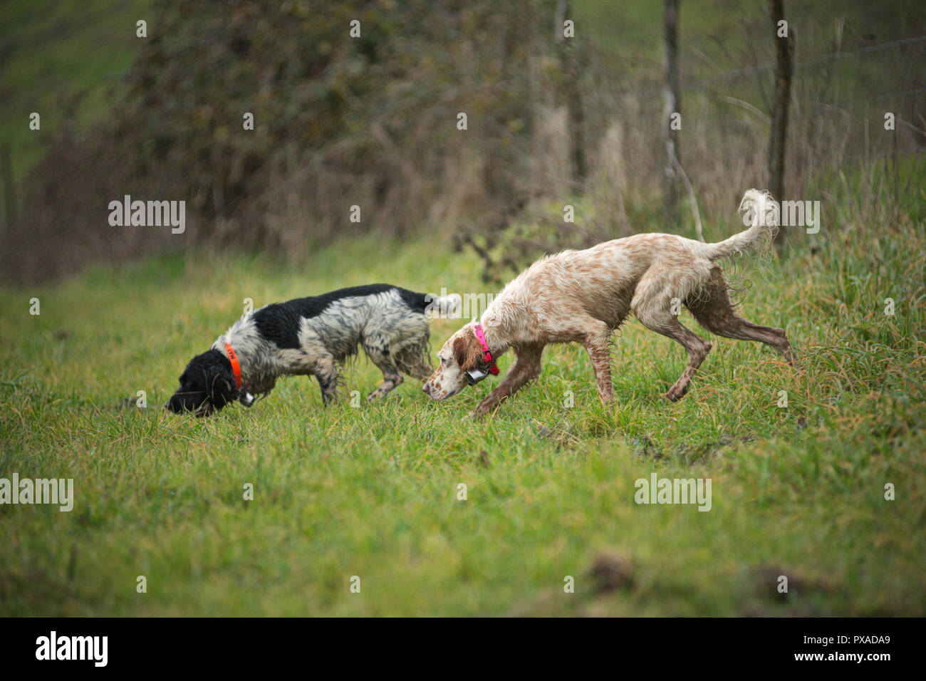 English Springer Spaniel and English Setter hunting in the countryside ...