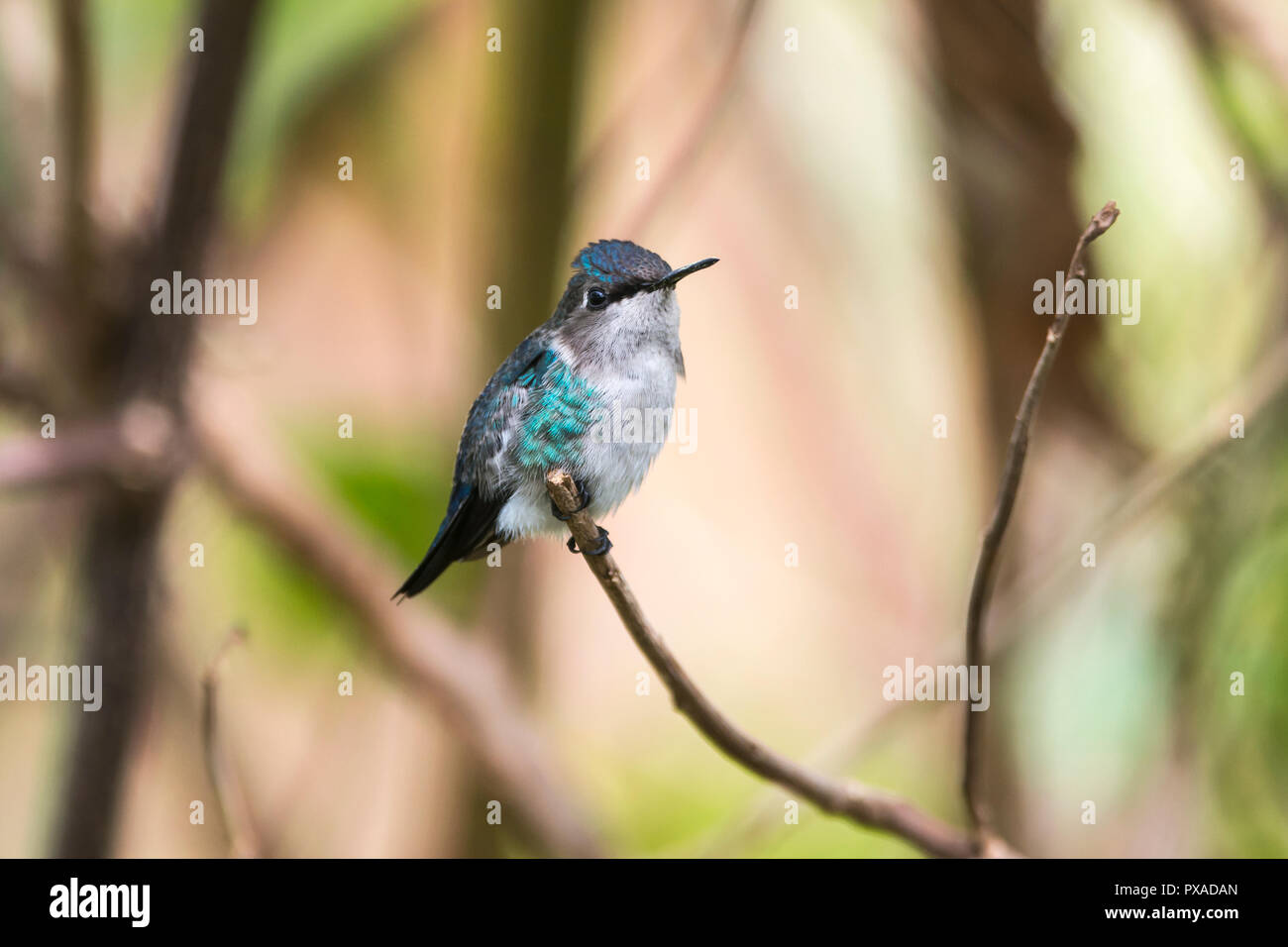 Bee Hummingbird (Mellisuga helenae), male in immature breeding plumage ...