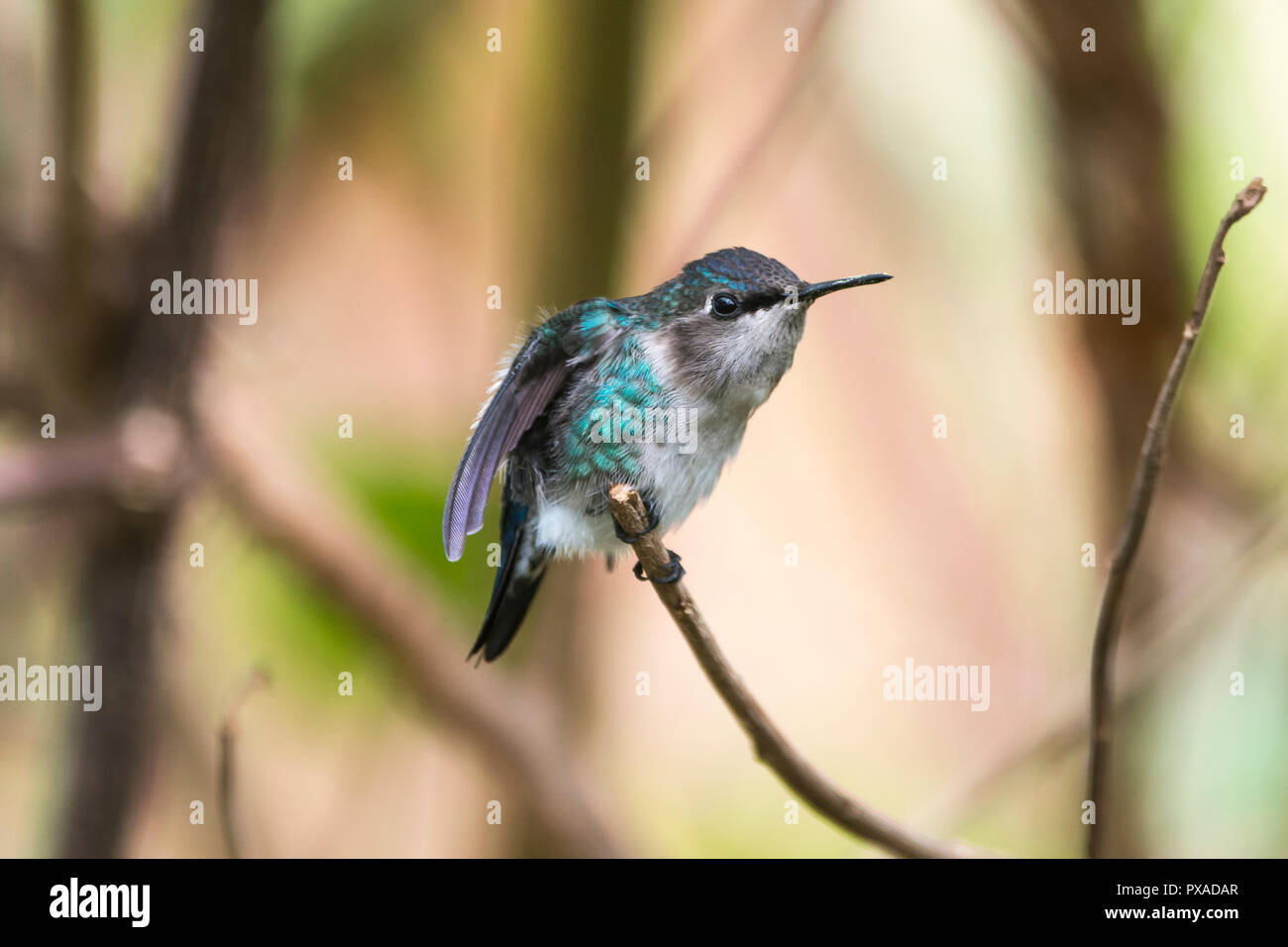 Cuban bee hummingbird hi-res stock photography and images - Alamy