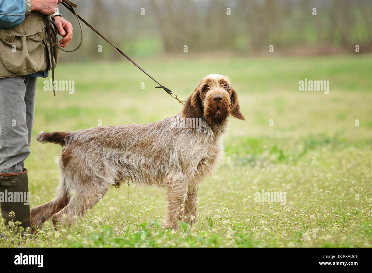 Brown Spinone Italiano on a leash in the countryside Stock Photo - Alamy