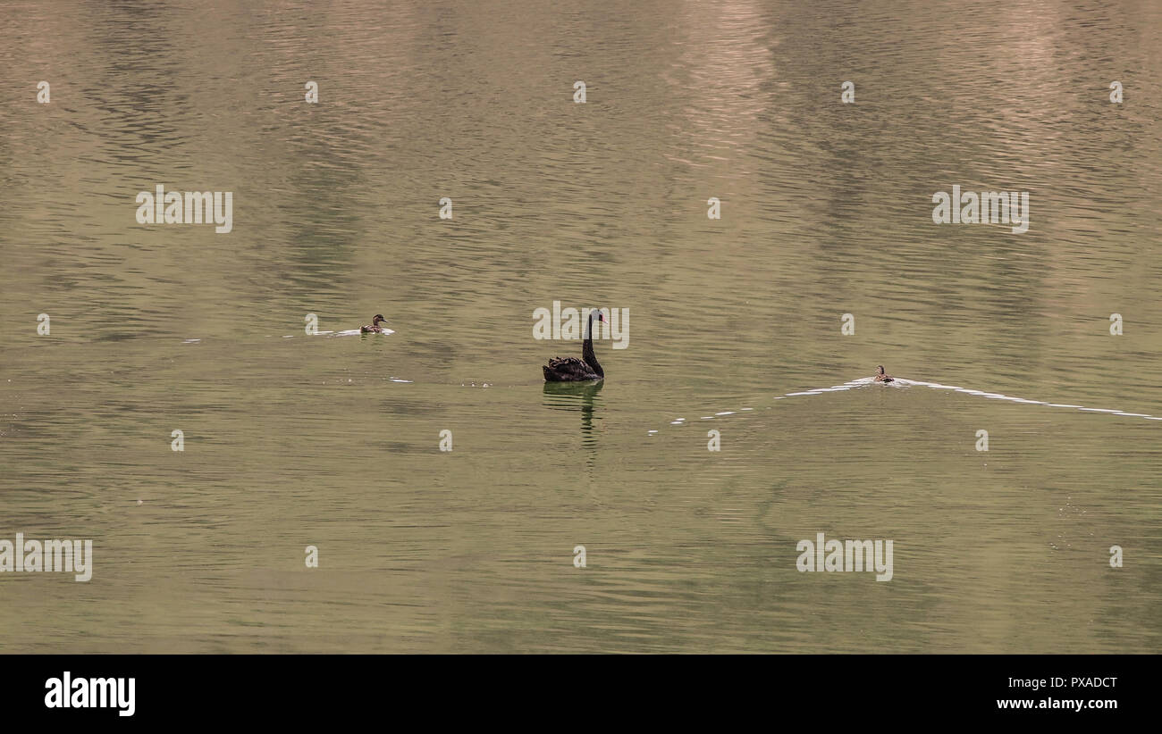 Lake Forsyth on Banks Peninsula, Canterbury, South Island, New Zealand ...