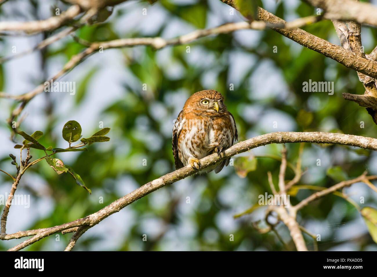 A Cuban Pigmy Owl (Glaucidium siju) basks in the morning sunlight. Cuba ...