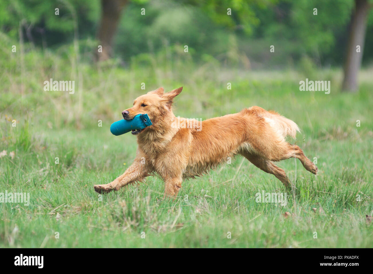 Golden retriever running with green dummy in his mouth Stock Photo - Alamy