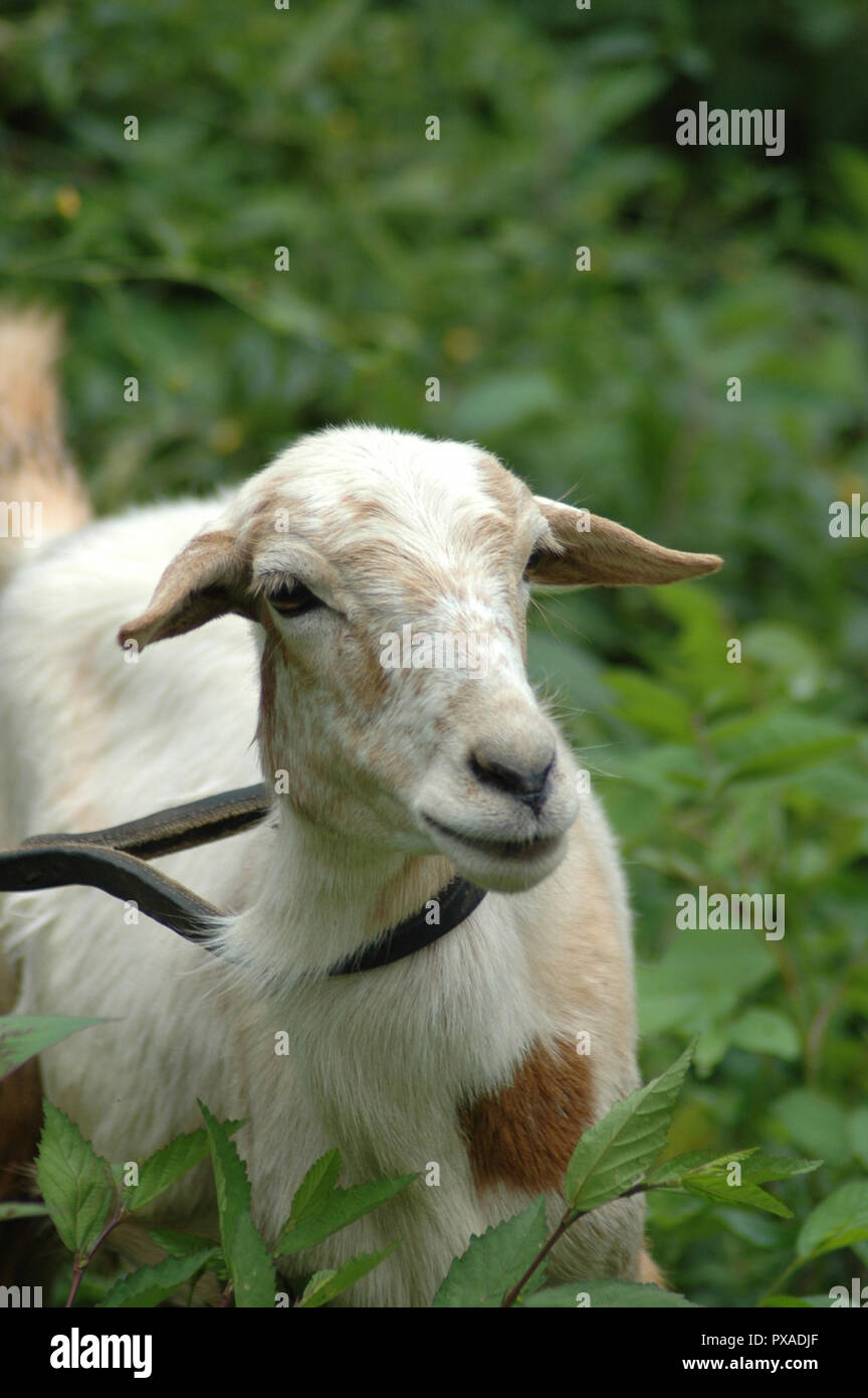 White goat attached by metal collar in Ghana, West Africa Stock Photo ...