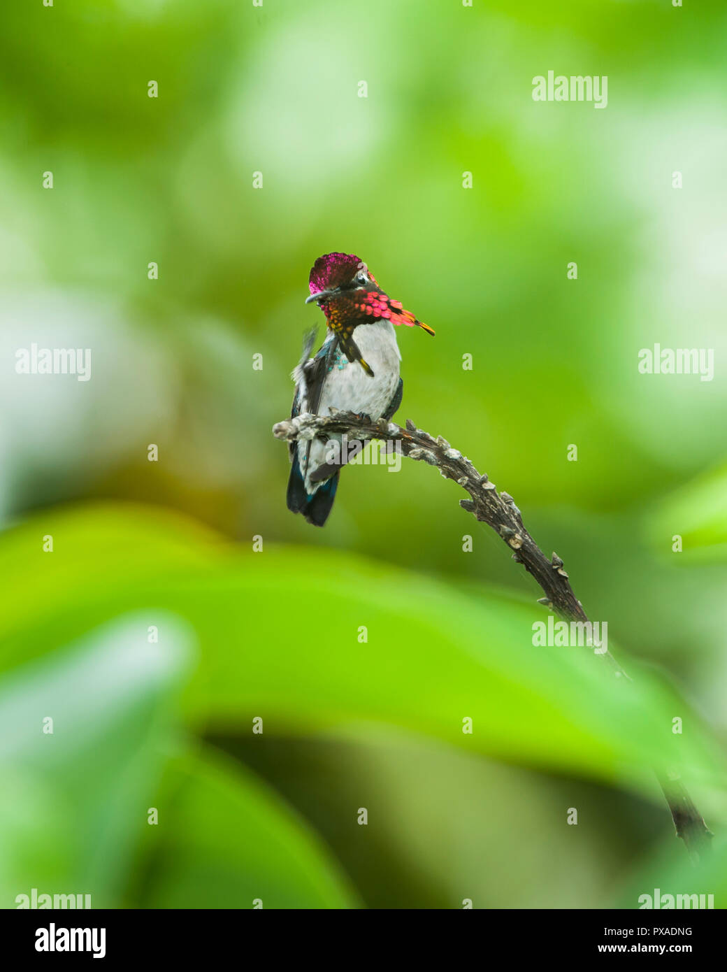 Cuban bee hummingbird hi-res stock photography and images - Alamy