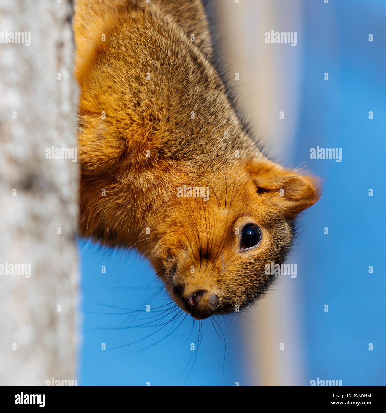 Squirrels eye view Stock Photo - Alamy