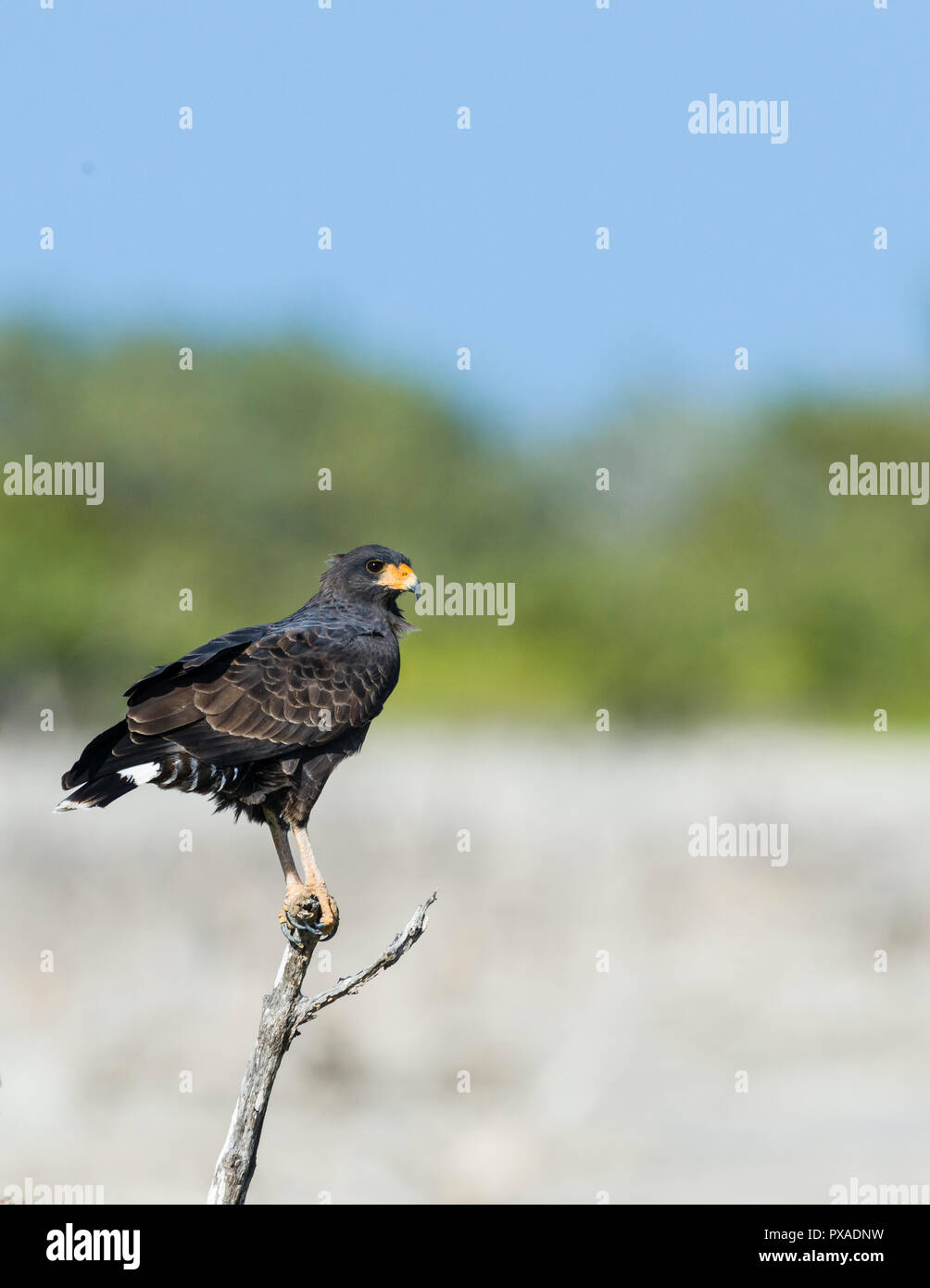 Mangrove black hawk hi-res stock photography and images - Alamy