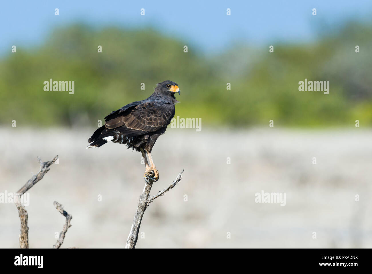 Mangrove black hawk hi-res stock photography and images - Alamy