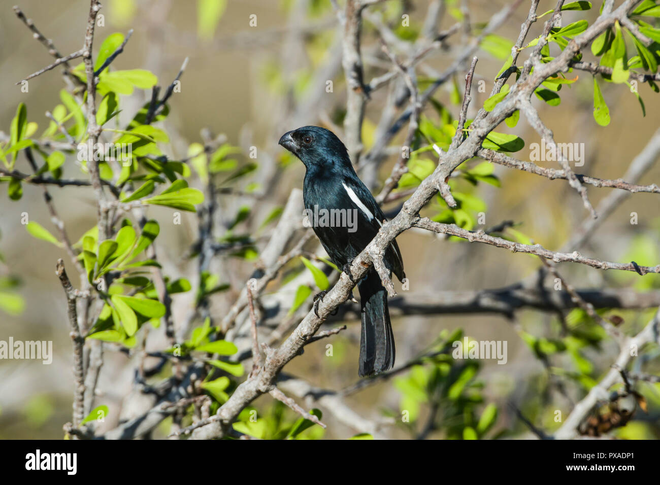 Cuban Bullfinch (Melopyrrha nigra). Cuba Stock Photo - Alamy