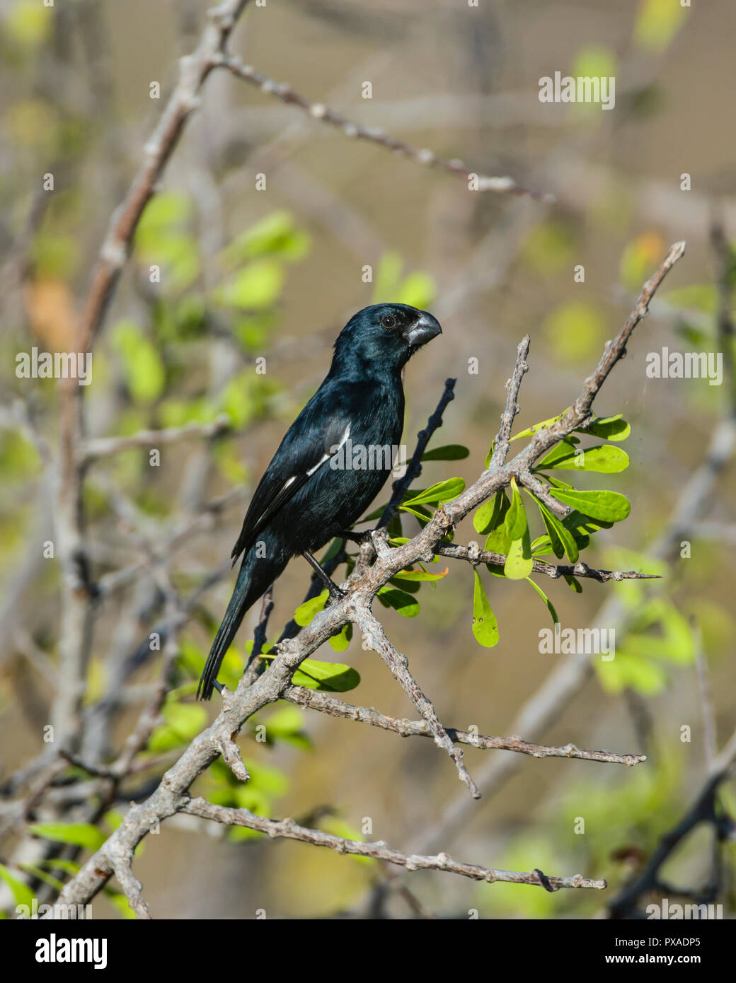 Cuban Bullfinch (Melopyrrha nigra). Cuba Stock Photo - Alamy