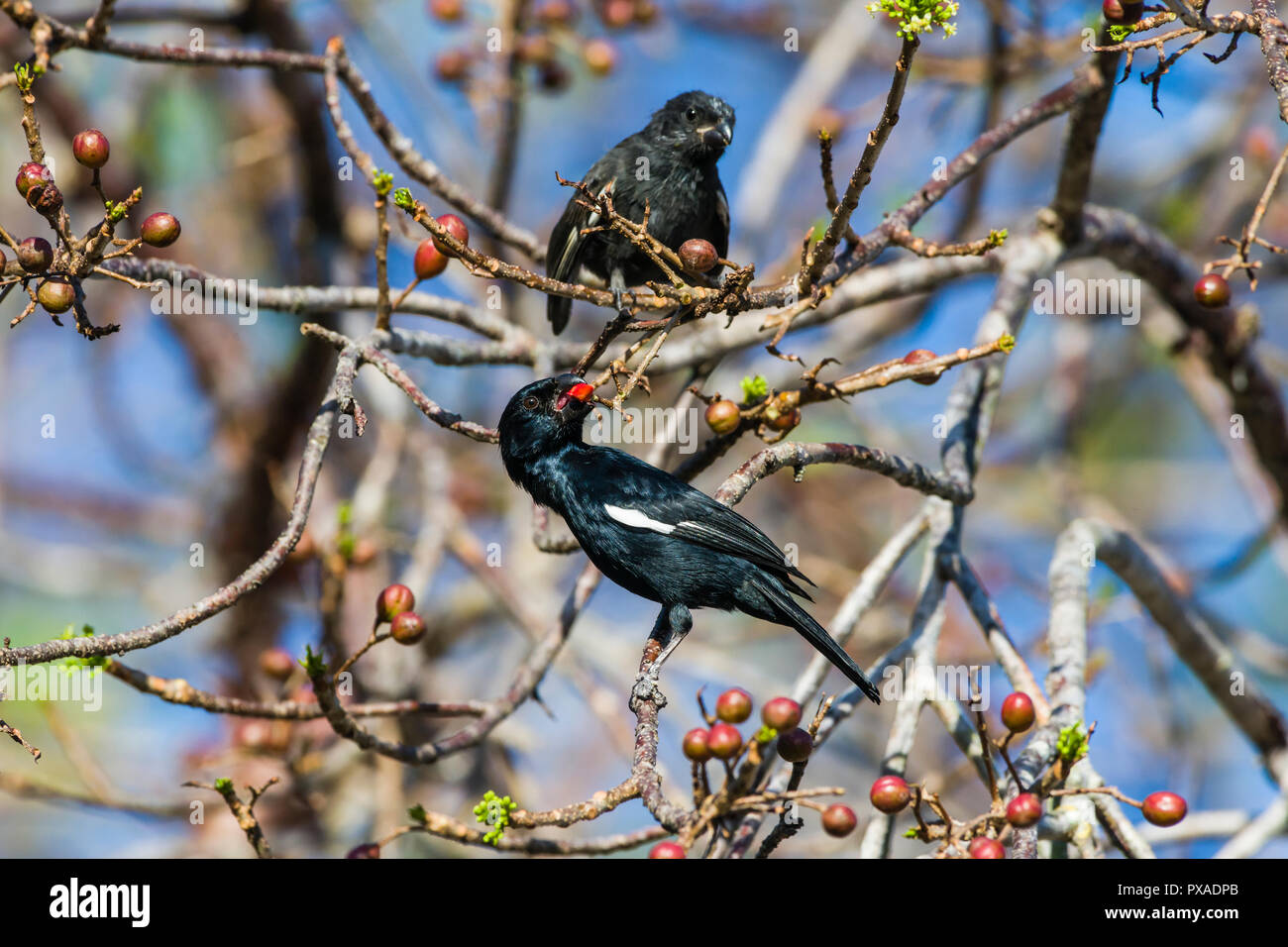 Melopyrrha nigra hi-res stock photography and images - Alamy