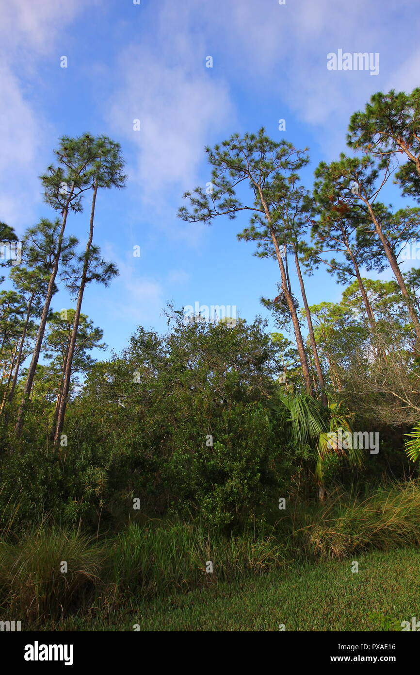 Florida pine tree hi-res stock photography and images - Alamy