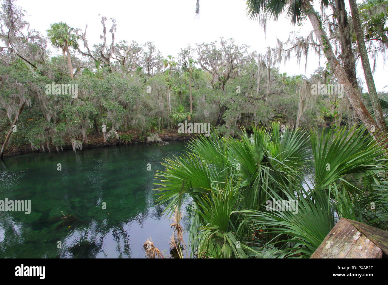 Blue Spring State Park, Florida Stock Photo - Alamy
