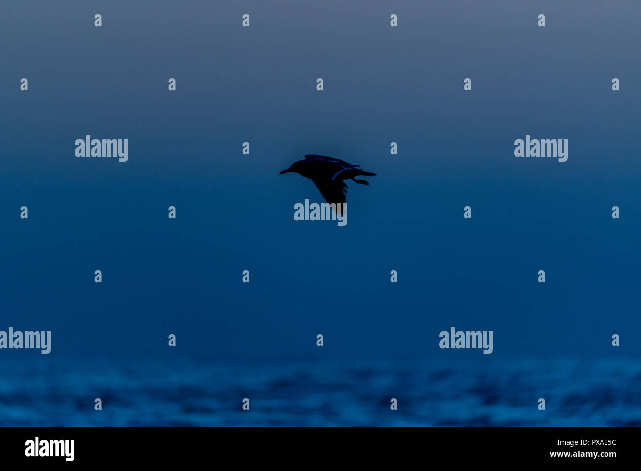 Lone seagull flying with blue sky as background Stock Photo - Alamy