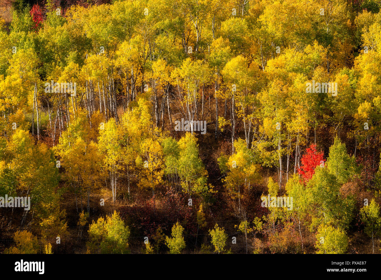 Forest of Aspen trees in the fall Stock Photo - Alamy