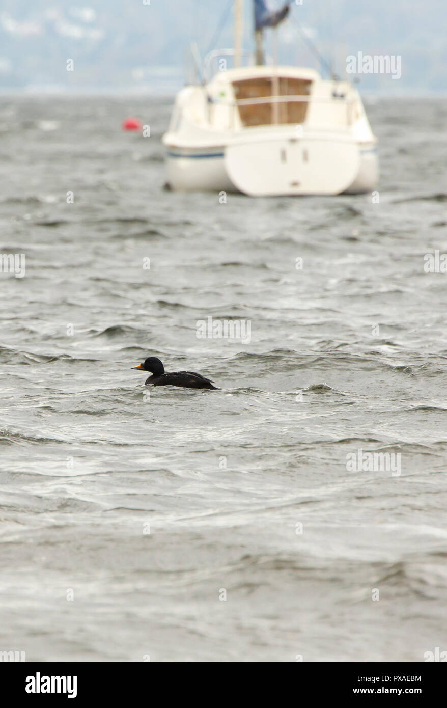 Drake common scoter hi-res stock photography and images - Alamy