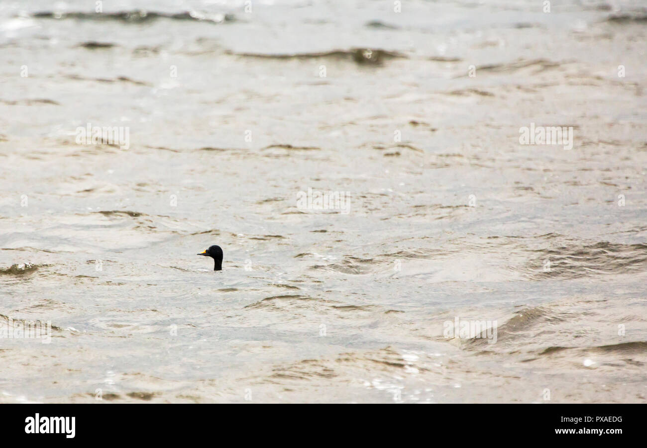 A Common Scoter drake, Melanitta nigra on Lake Windermere, Lake ...