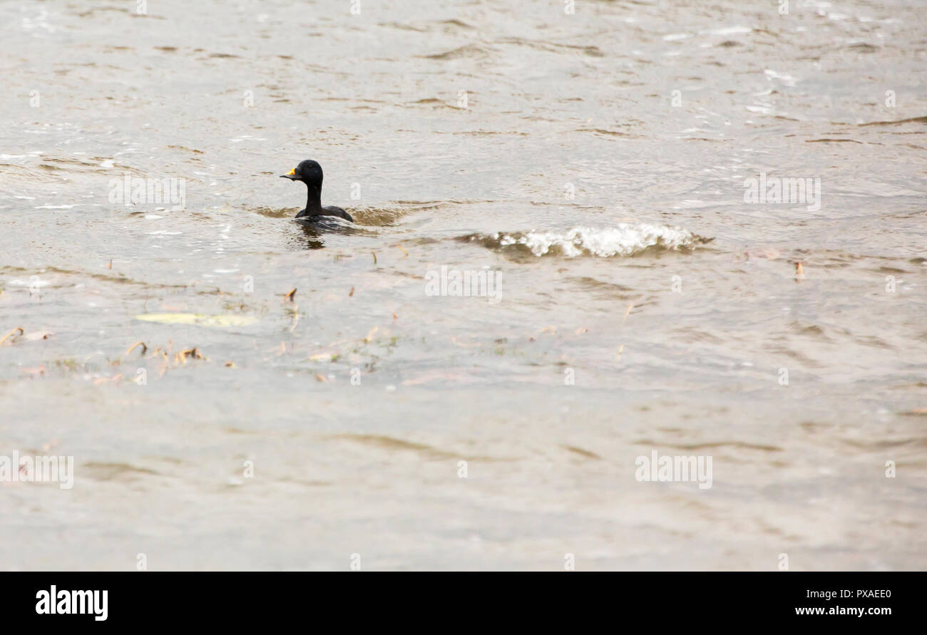 Common scoter bird uk hi-res stock photography and images - Alamy