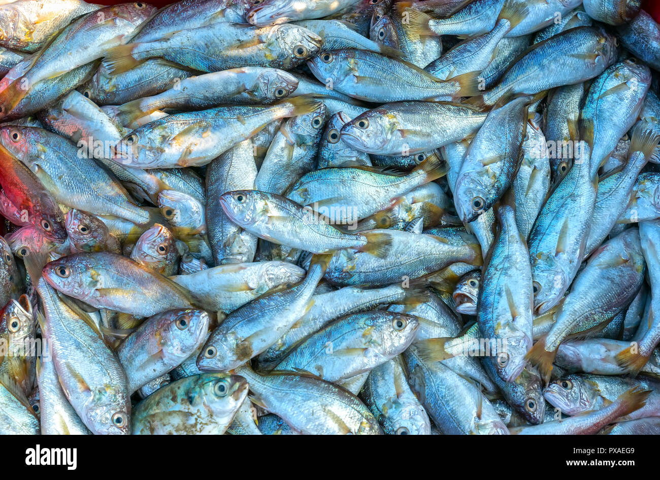 Silver croaker hi-res stock photography and images - Alamy