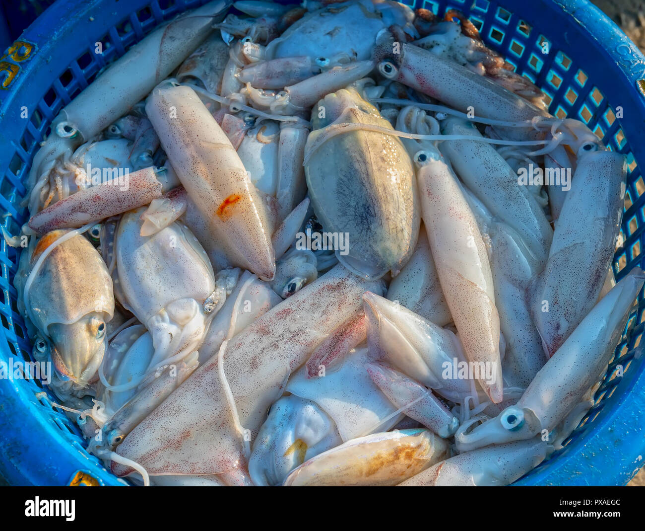 Fresh cuttlefish are caught in the fish market. This fish species live ...