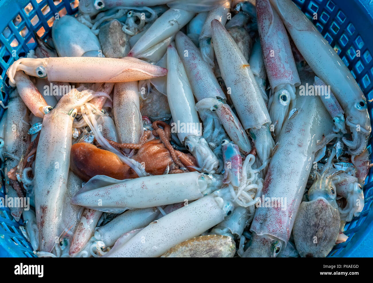Fresh cuttlefish are caught in the fish market. This fish species live ...