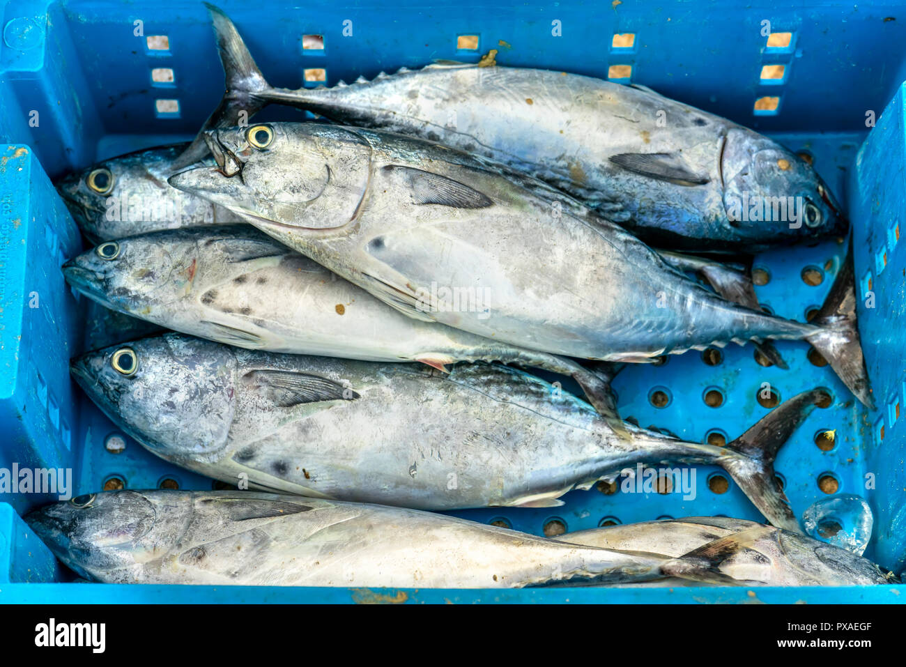 Tunny fish after fishing are traded in fish markets. This fish species ...