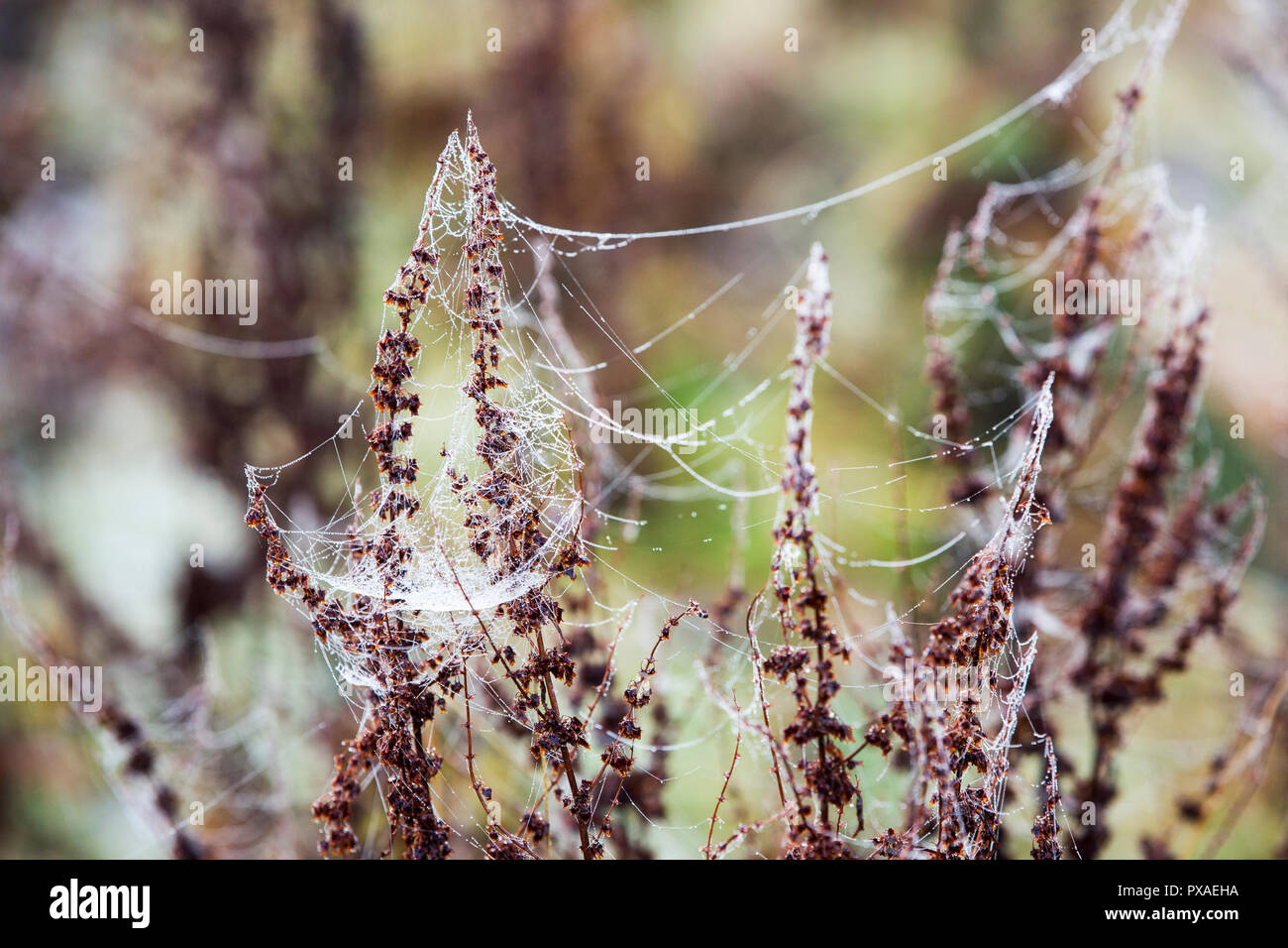 Dew from mist on spiders webs on a plant in Ambleside, UK Stock Photo ...