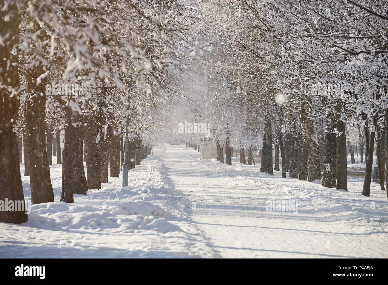 Snowy winter day background. Snowfall in alley road path Stock Photo ...