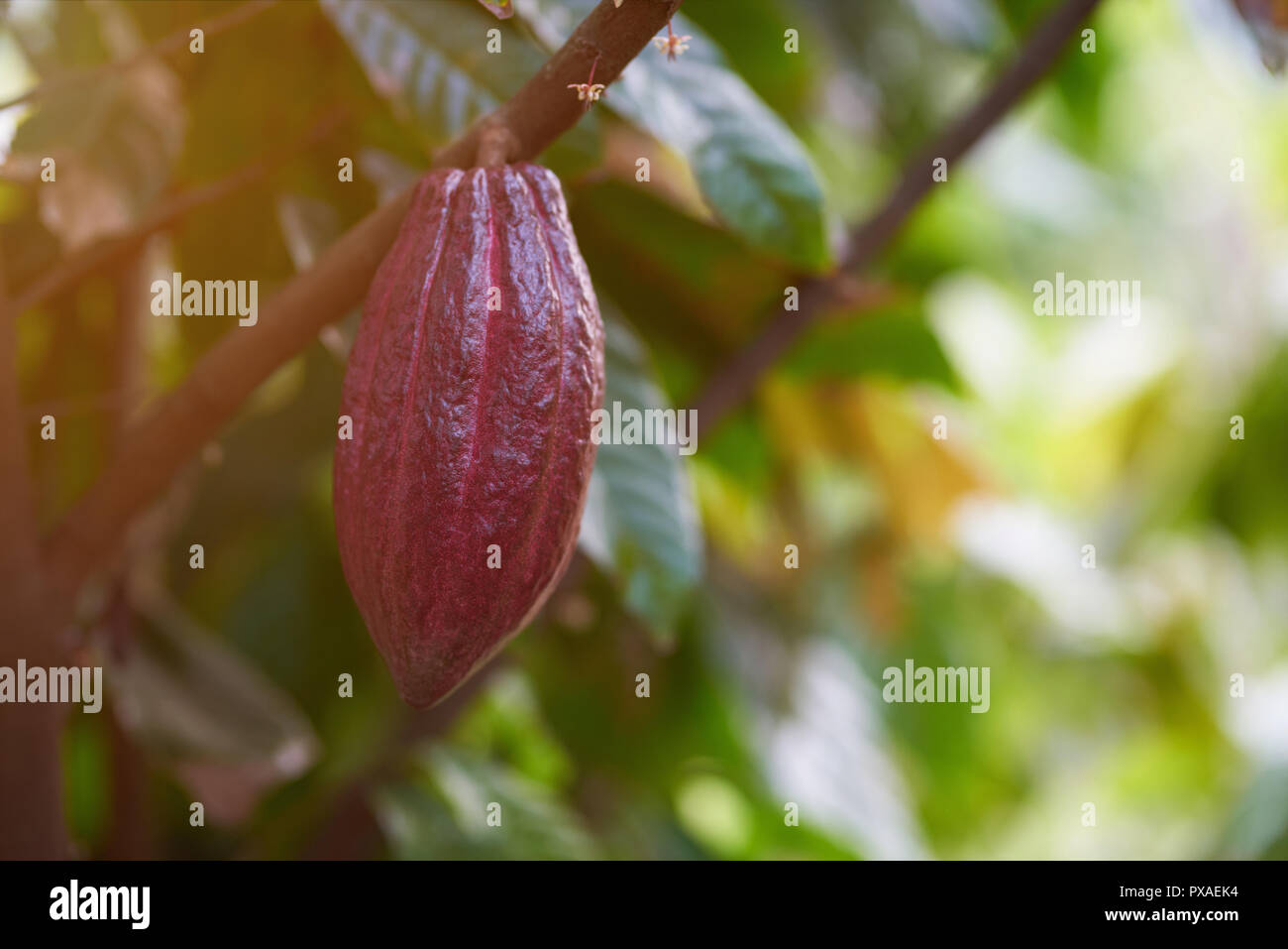 Cacao agriculture theme. Red cacao pod fruit close-up Stock Photo - Alamy