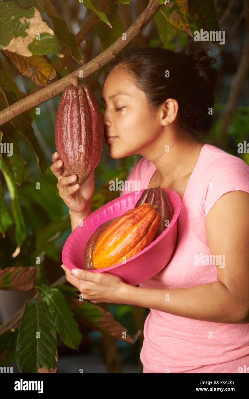 Harvest ready to collect cacao pods theme. Picking up cocoa fruits ...