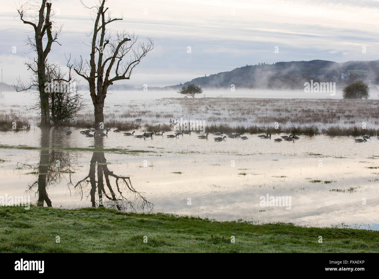 Canada Geese in flood water from the October 20128 floods in Ambleside ...