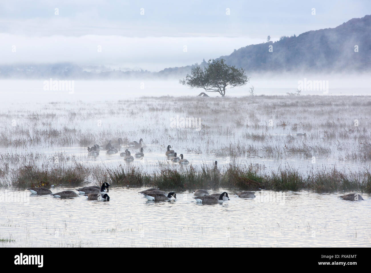 Canada Geese in flood water from the October 20128 floods in Ambleside ...