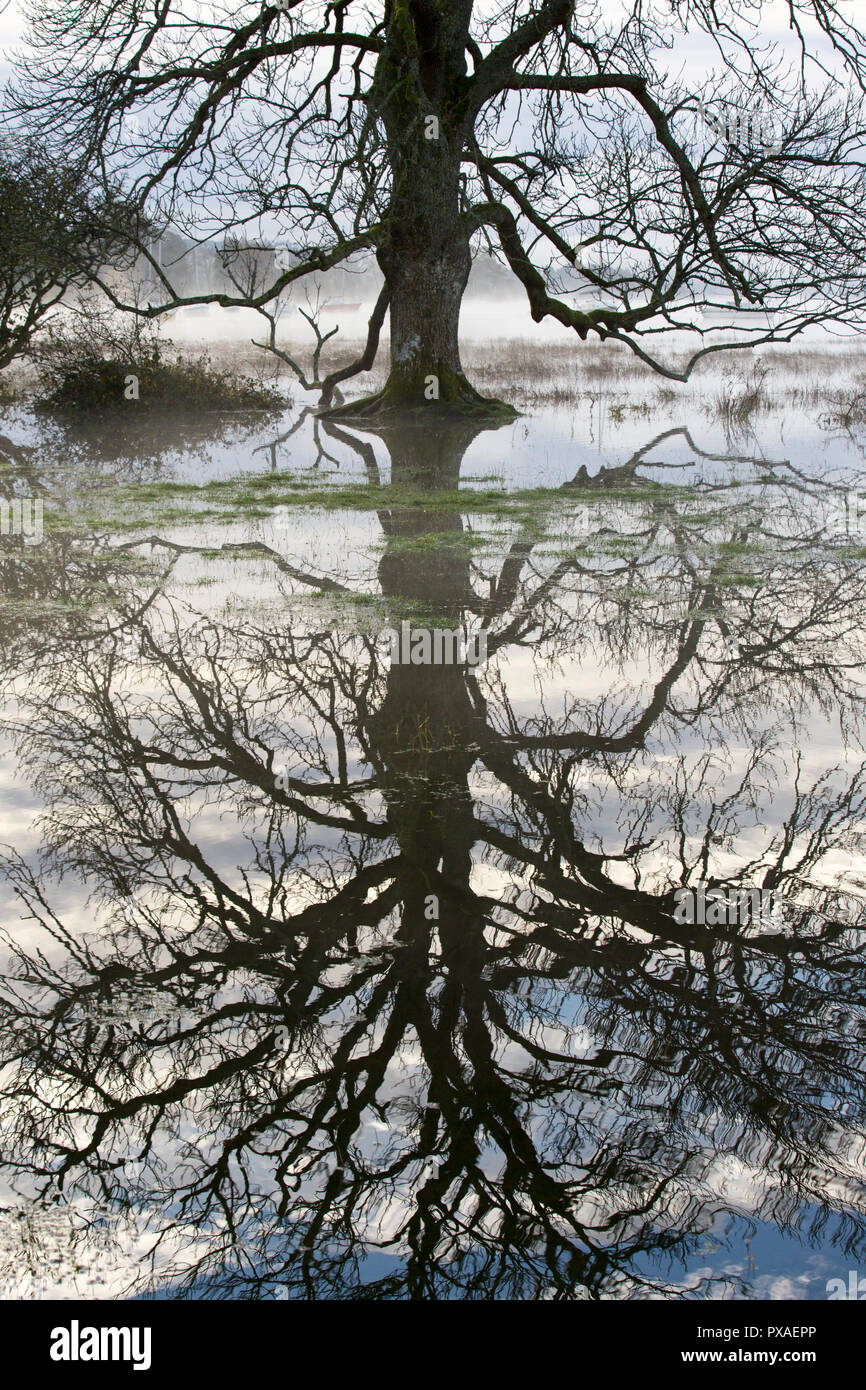 A tree reflected in flood water from the October 20128 floods in ...