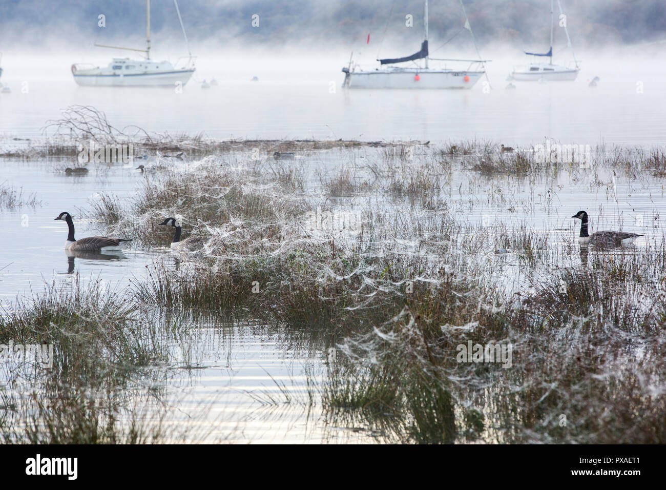 Spiders in flood hi-res stock photography and images - Alamy