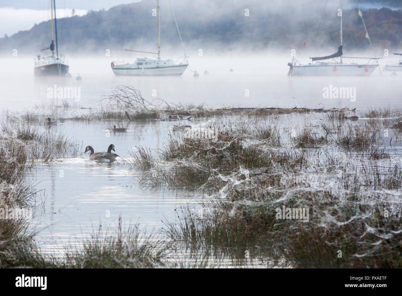 Canada Geese in flood water from the October 20128 floods in Ambleside ...