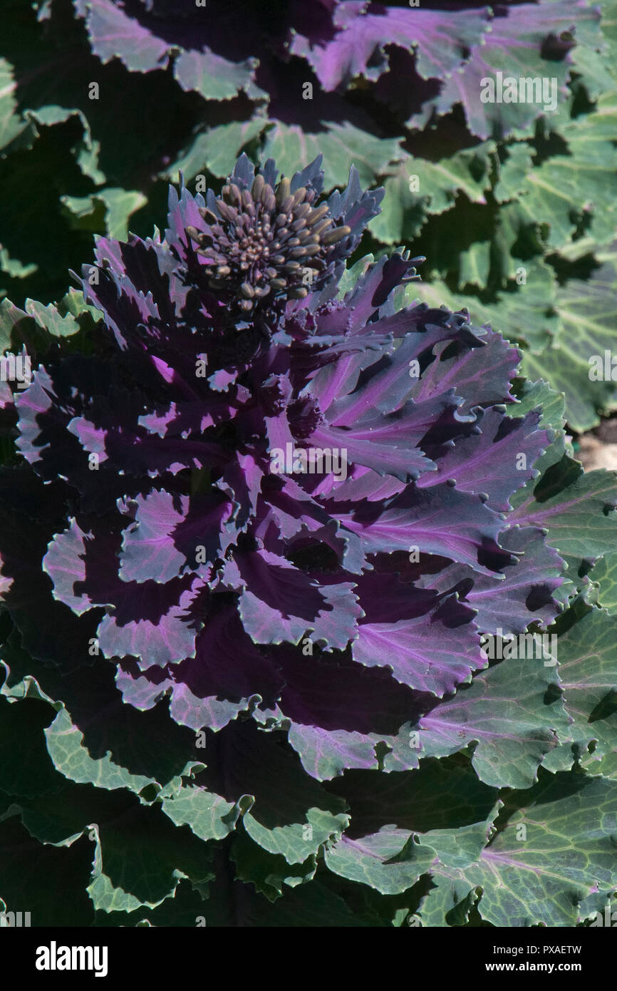 Sydney Australia, close-up of an "Osaka red" ornamental cabbage Stock ...