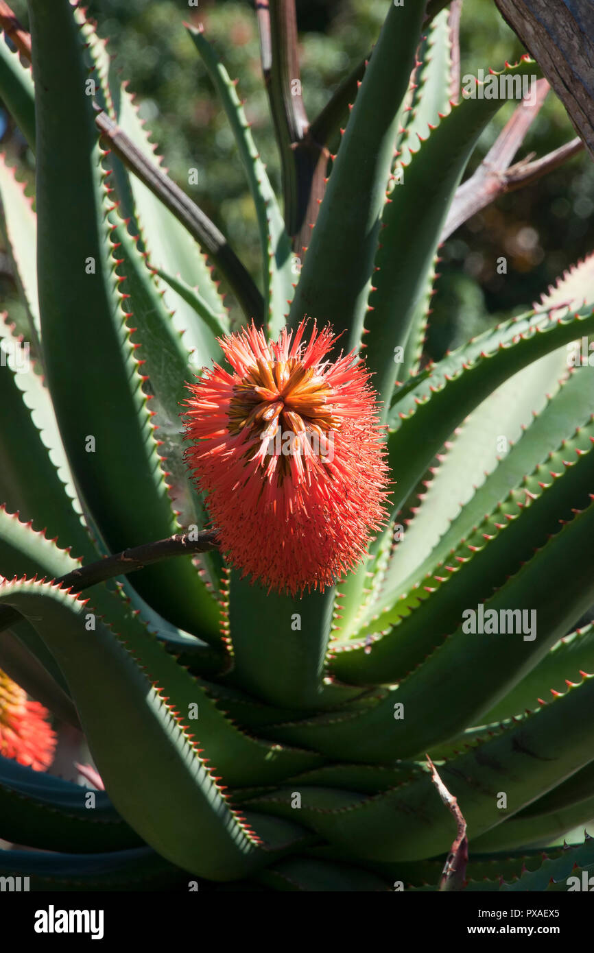 Sydney Australia, flowering aloe rupestris or bottlebrush aloe a native ...