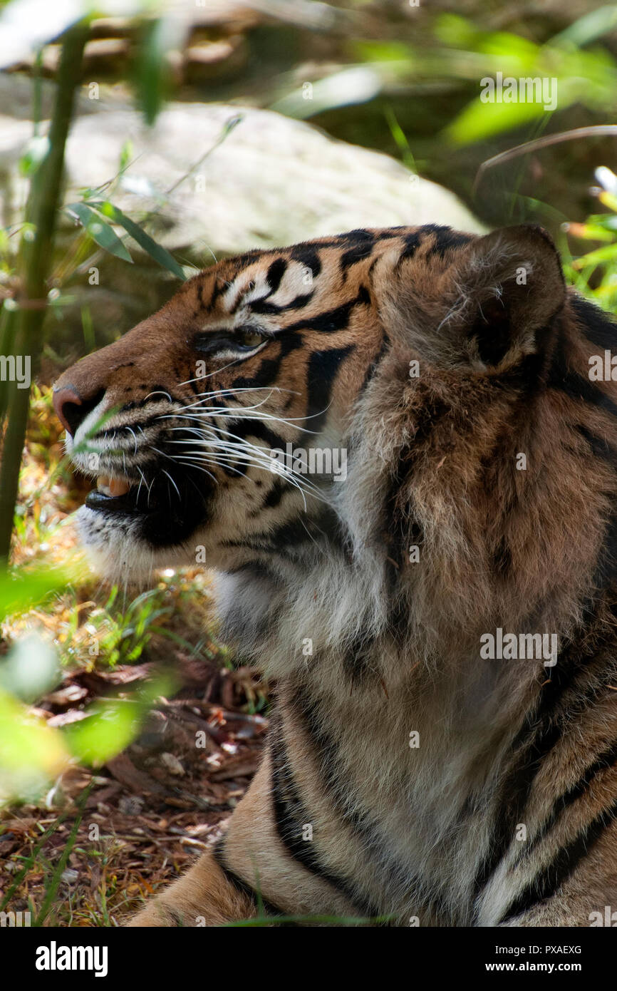 Sydney Australia, profile of a sumatran tiger relaxing in forest Stock ...