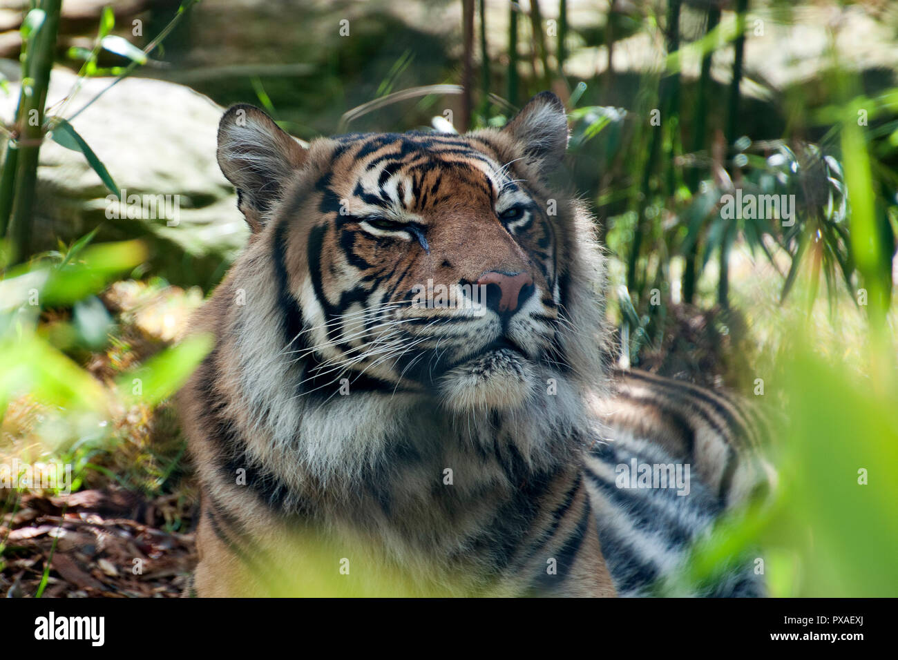 Sydney Australia, Sumatran tiger relaxing in a forest clearing Stock ...