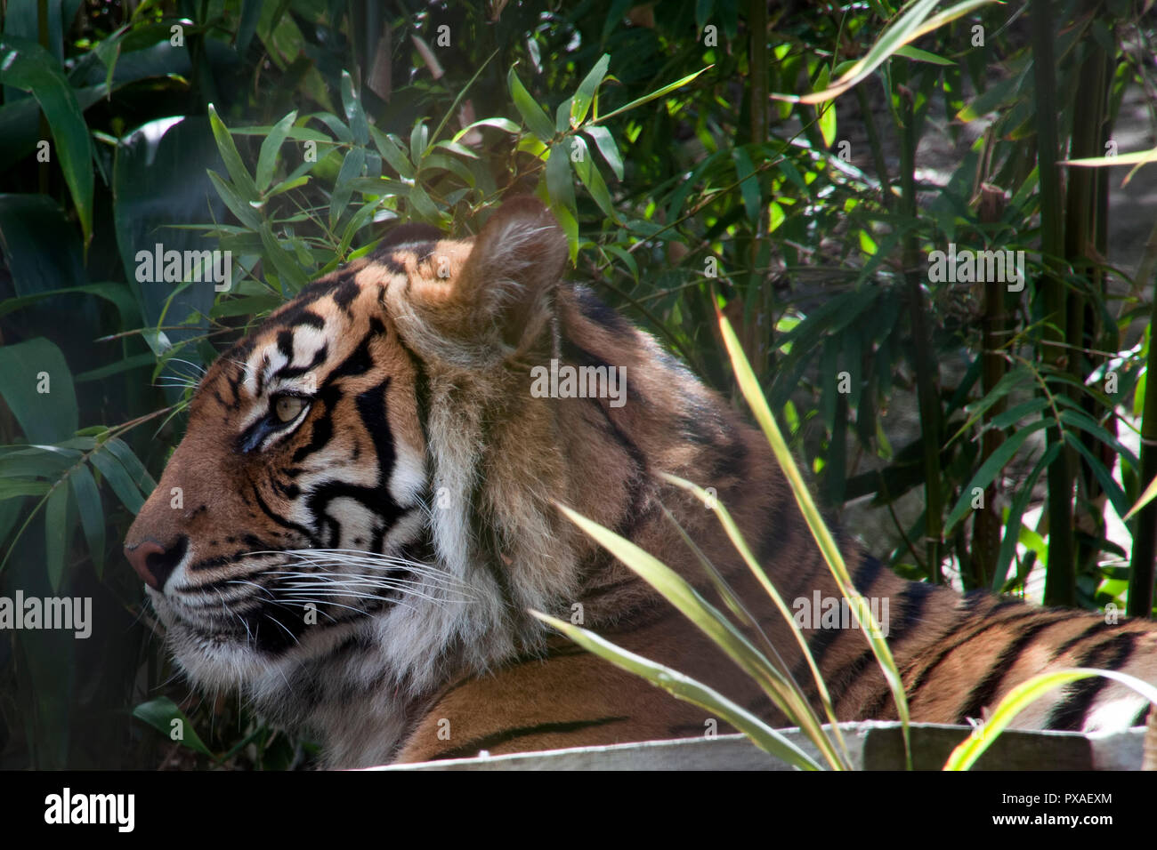Sydney Australia, Sumatran tiger relaxing Stock Photo - Alamy