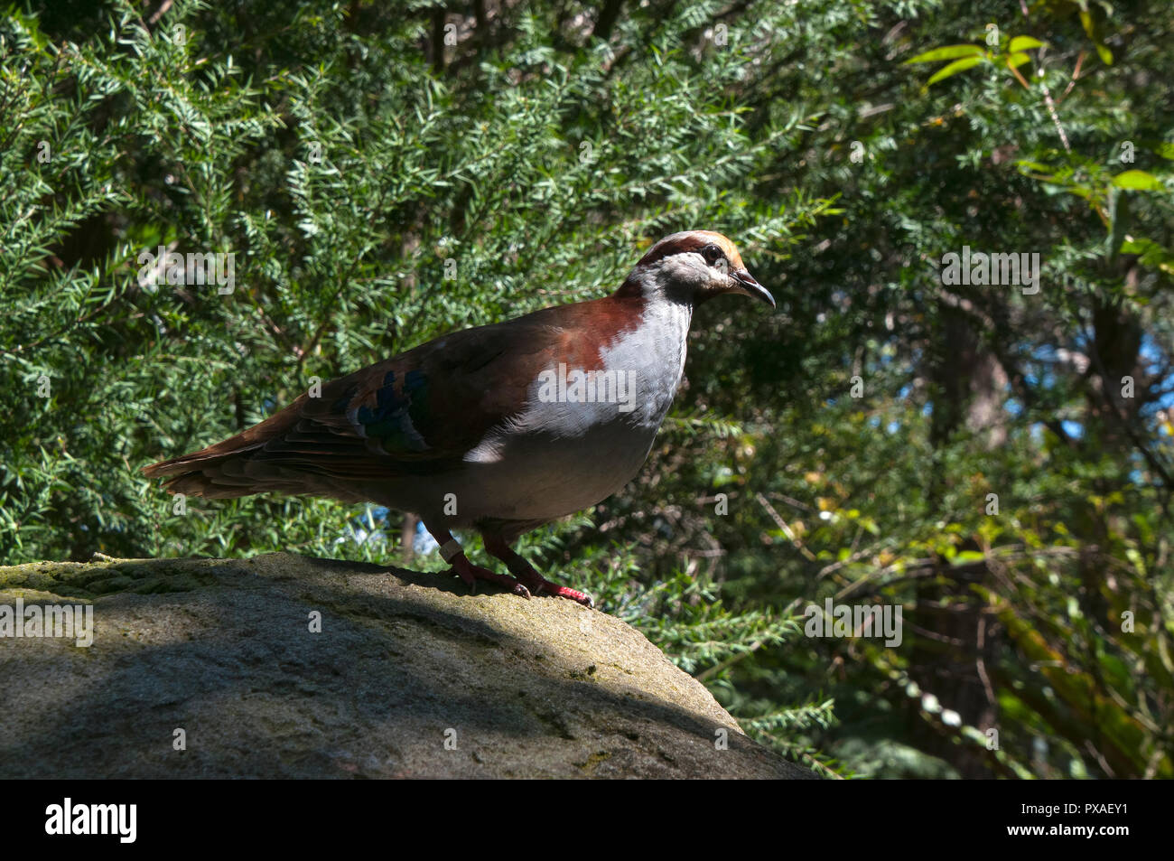 Bronze wing pigeon hi-res stock photography and images - Alamy