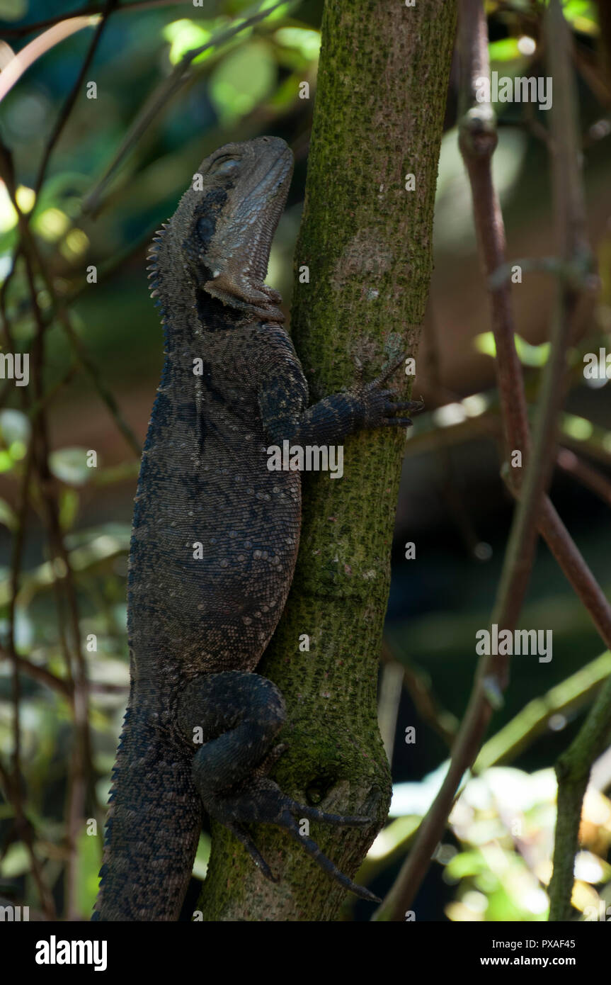 Sydney Australia, lizard climbing up tree trunk Stock Photo - Alamy