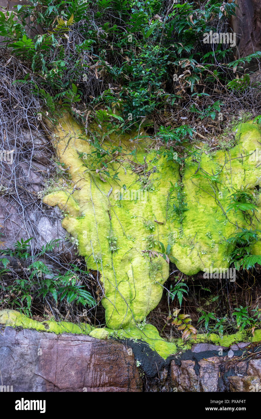 Moss rocks river australia hi-res stock photography and images - Alamy