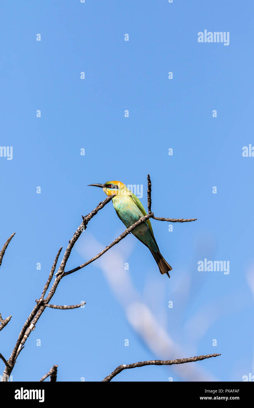 Rainbow bee-eater in a dead tree along King George River, Western ...