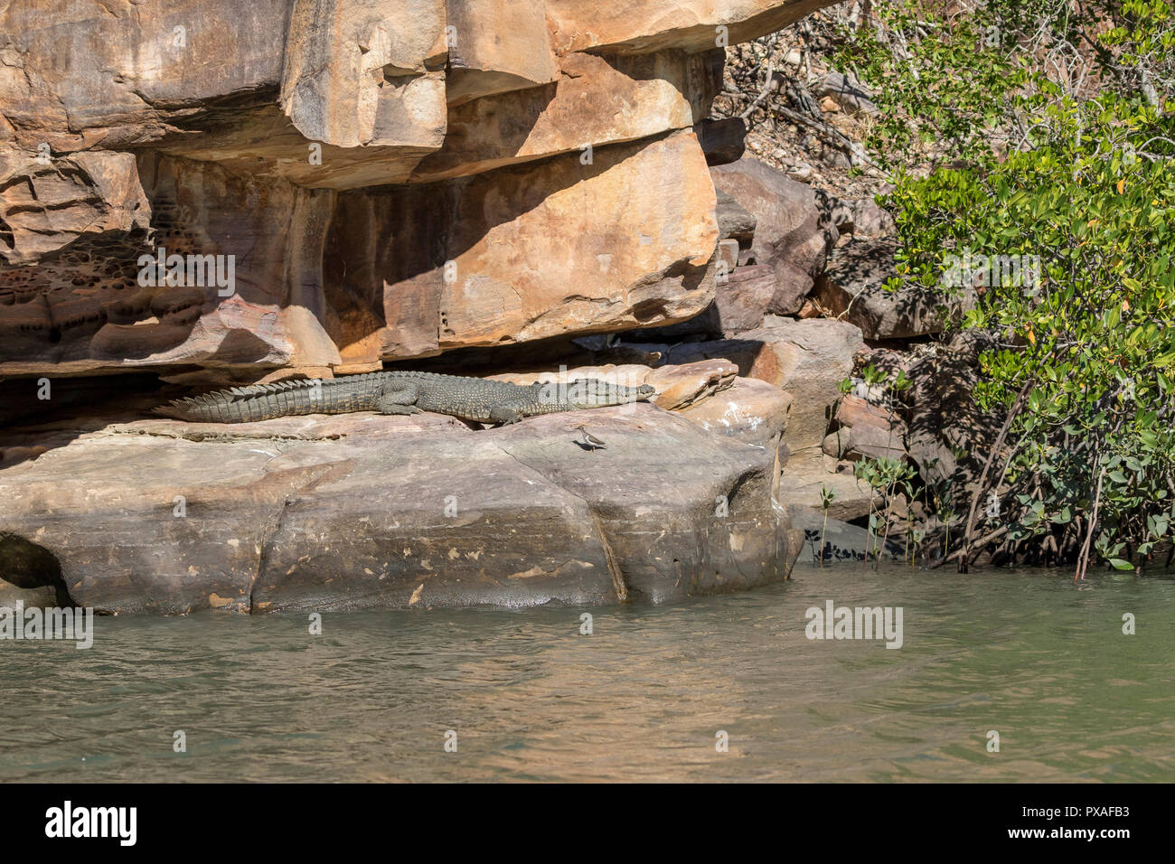 Large saltwater crocodile sunbaking on rocks banks of the King George ...