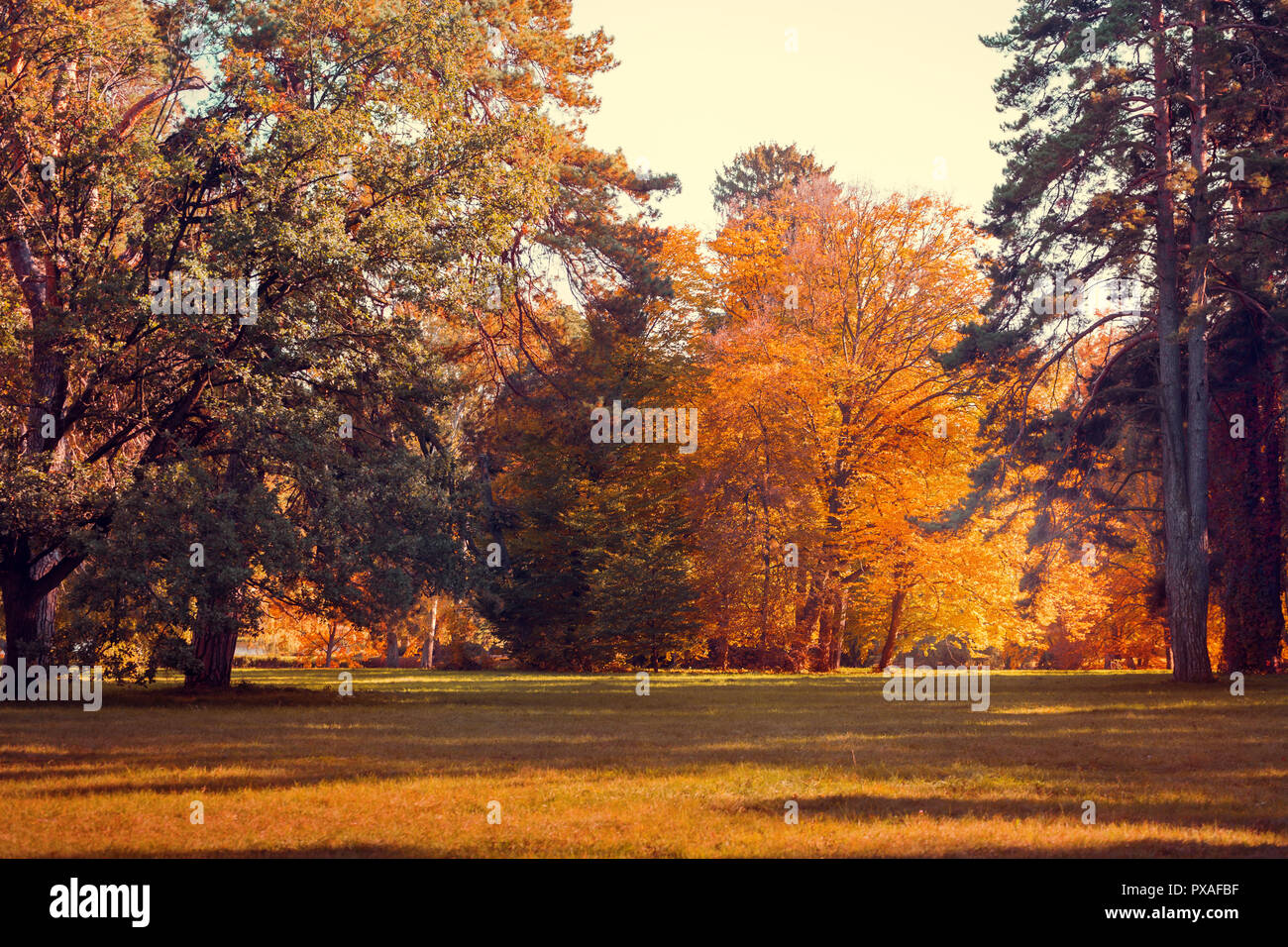 Glade with trees in the park Stock Photo - Alamy