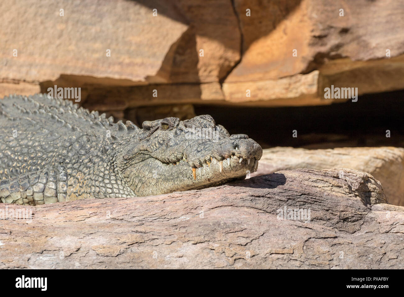 Crocodile sunbaking hi-res stock photography and images - Alamy